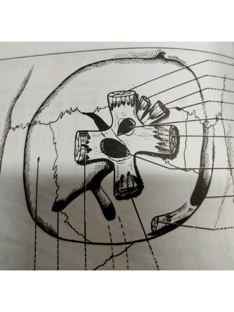 Nuevo Documento (32) - 1 PDF | PDF