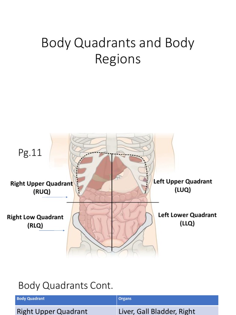 Body Quadrants and Regions Overview | PDF | Science & Mathematics