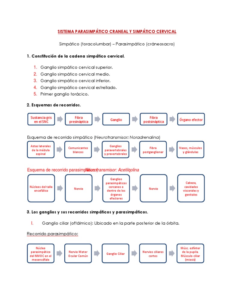 Sistema Simpatico y Parasimpatico | PDF | Neuroanatomía | Cara