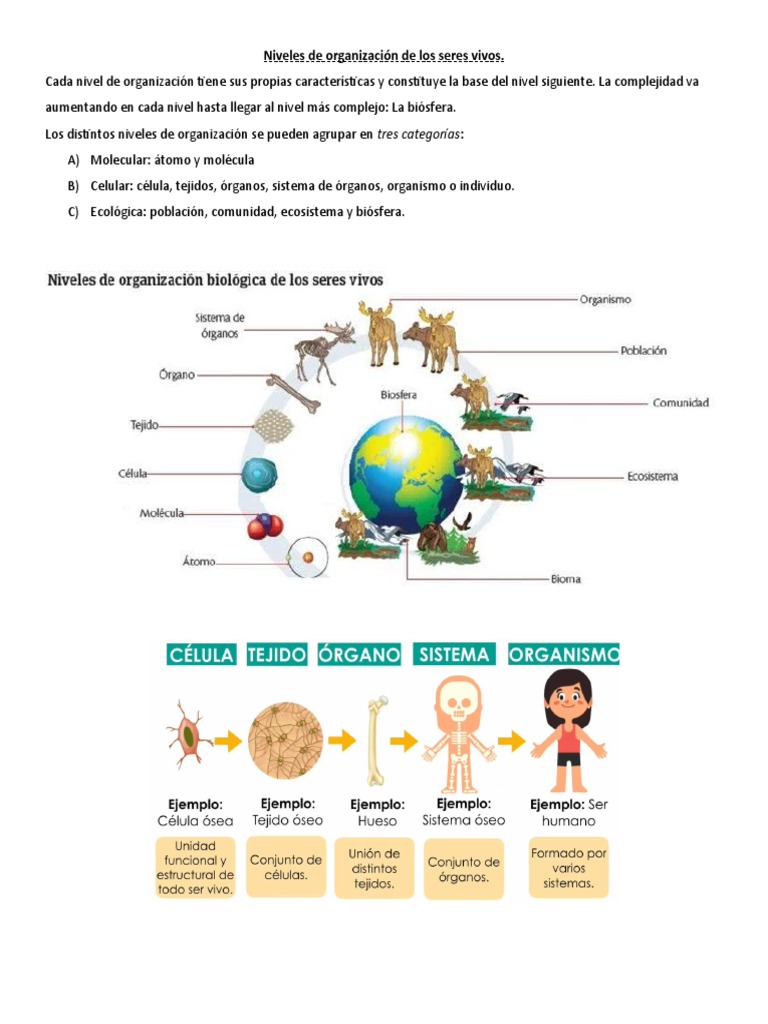 Niveles de Organización de Los Seres Vivos | PDF | Organismos | Biología Celular)