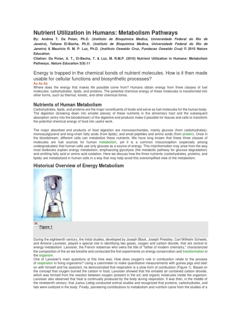 Nutrient Utilization in Humans | PDF | Diet & Nutrition | Chemistry