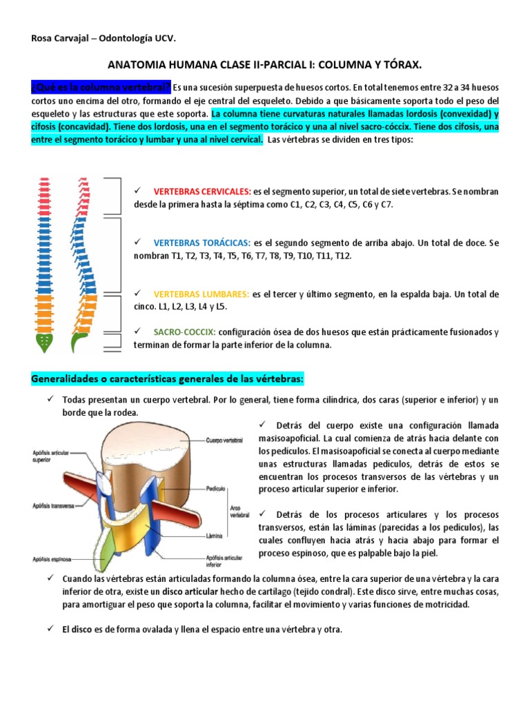 Anatomia Humana Clase Ii | PDF | Vértebra | La columna vertebral