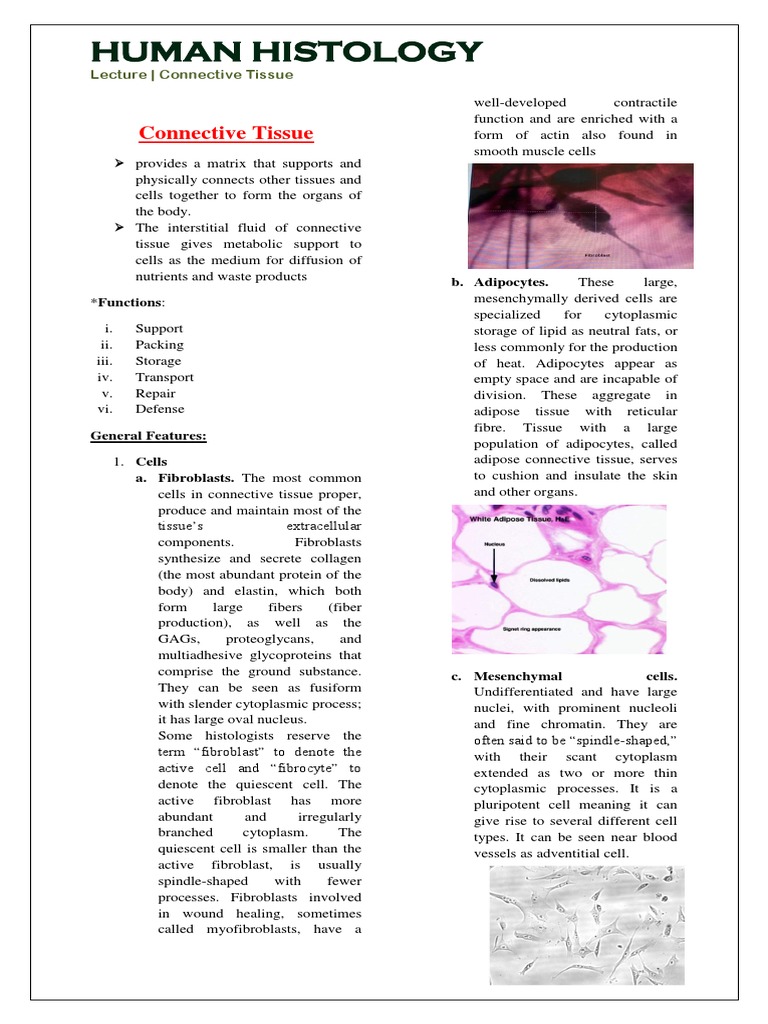 Histology Connective Tissue PDF | PDF