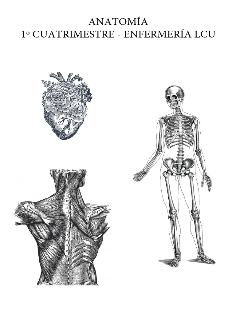 Anatomía humana: Una introducción a las ramas, métodos de estudio y conceptos básicos | PDF ...