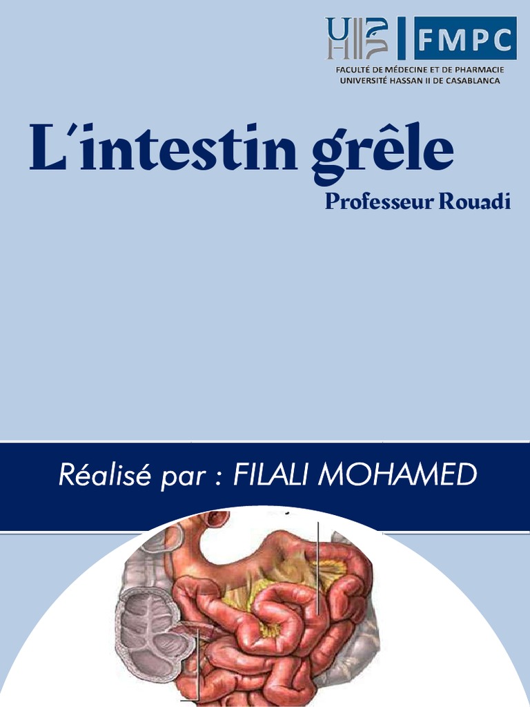 Anatomie et Vascularisation de l'Intestin Grêle | PDF | Pancréas ...