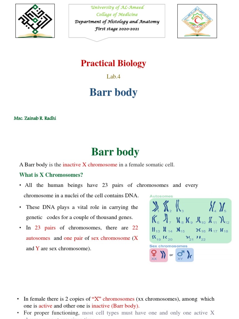 Barr Body Lab.4 PDF | PDF | Chromosome | Biology