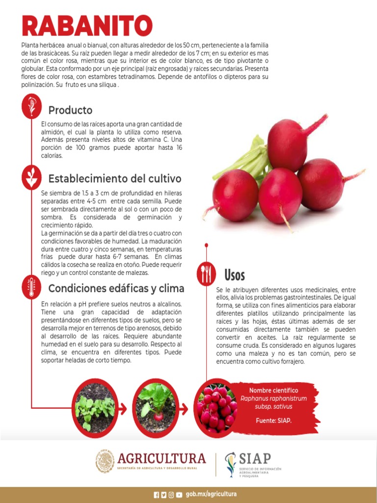 Rabanito PDF | PDF | Raíz | Germinación