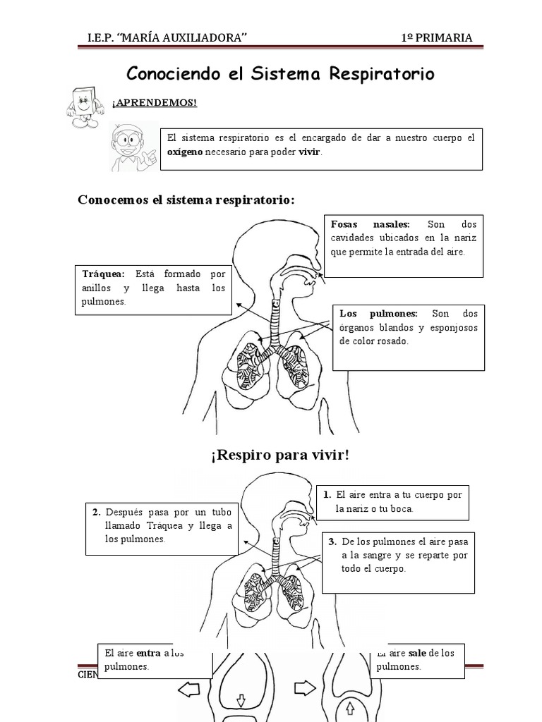 Conociendo El Sistema Respiratorio | Descargar gratis PDF | Pulmón ...