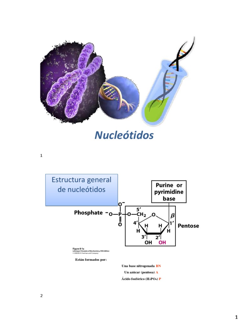 14 Nucleotidos | PDF | Nucleótidos | Rna