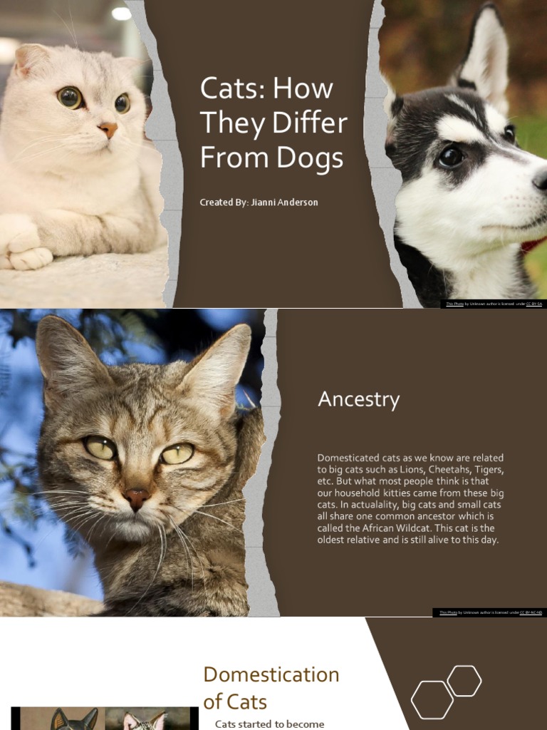 Cats | PDF