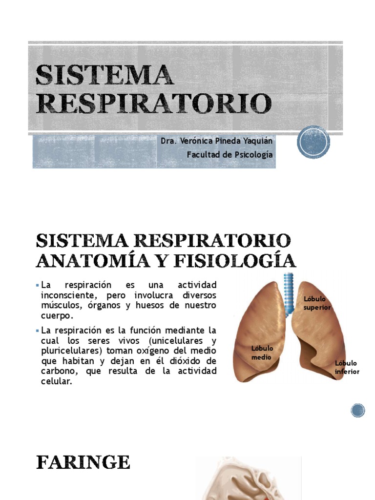 Sistema Respiratorio PDF | PDF | Pulmón | Vena