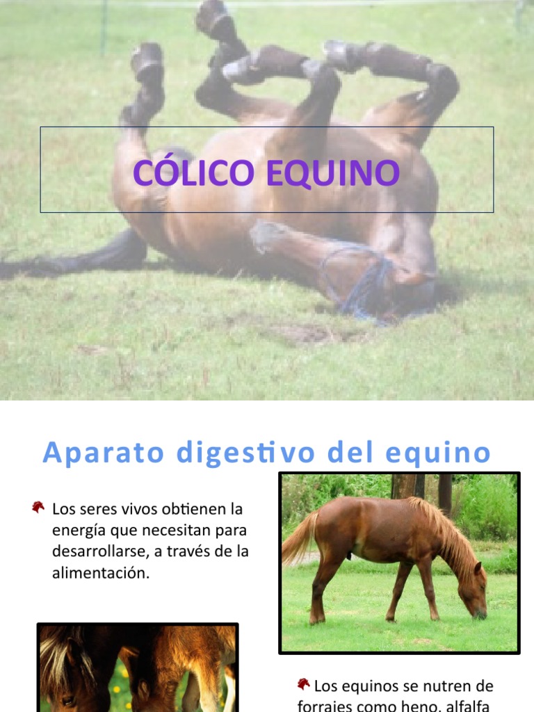 Colico Equino | PDF | Causas de la muerte | Gastroenterología