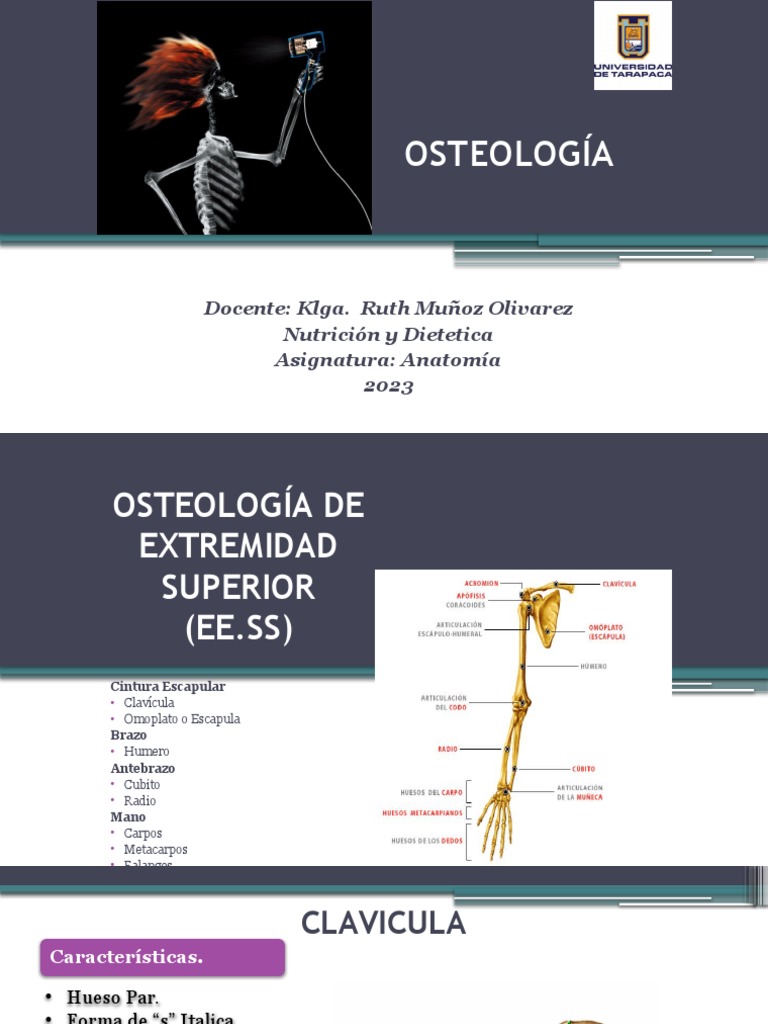 Anatomía de la Osteología Humana | PDF | Sistema musculoesquelético ...