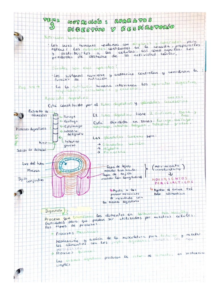 Apuntes Biología 3 ESO Nutrición: Aparatos Digestivo y Respiración | PDF