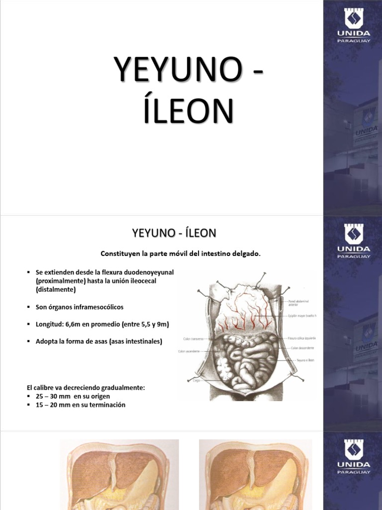Anatomía del Yeyuno e Íleon | PDF | Abdomen | Intestino delgado