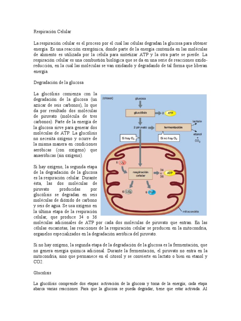Respiración Celular | PDF | Respiración celular | Trifosfato de adenosina