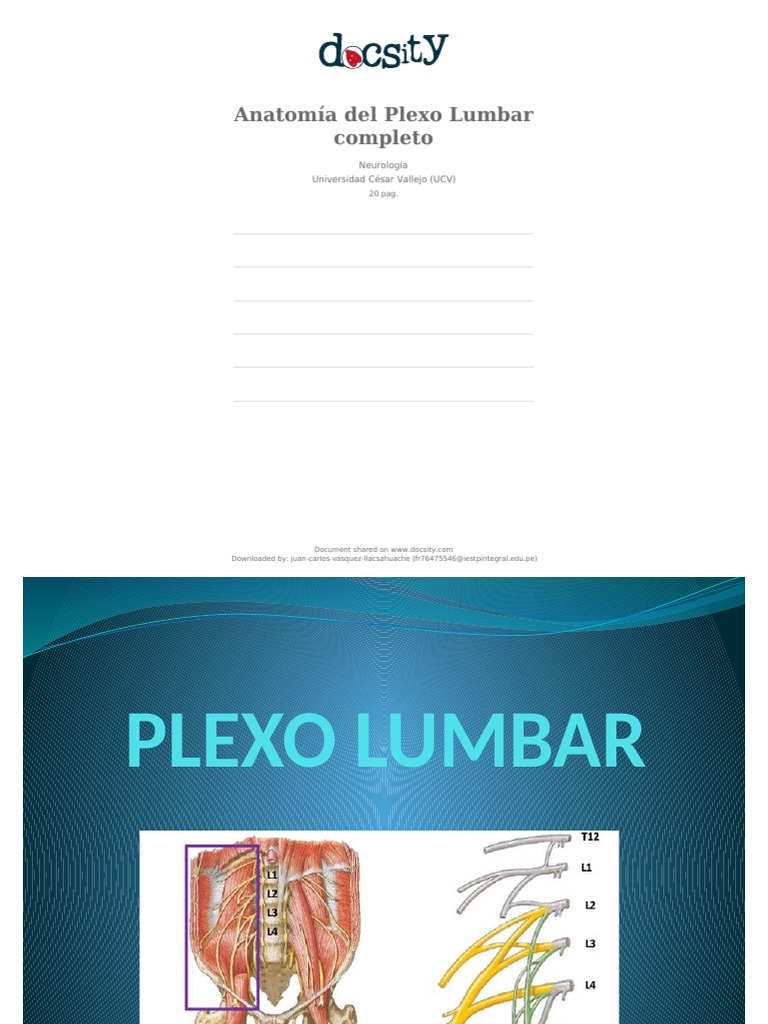 Docsity Anatomia Del Plexo Lumbar Completo | PDF | Sistema musculoesquelético | Anatomía humana