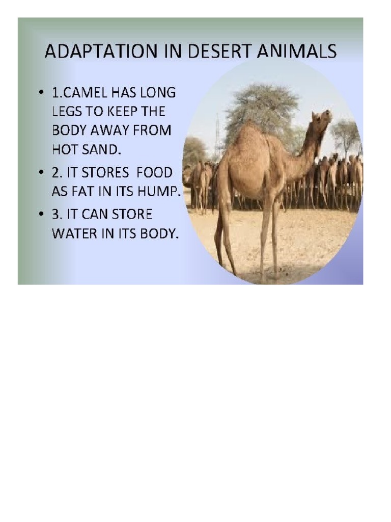 Adaptation in Desert Animals | PDF
