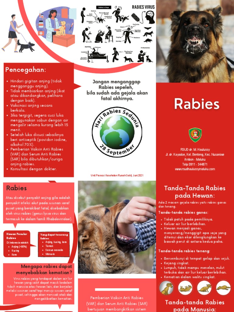 Leaflet - Rabies - RSUD Dr. M. Haulussy | PDF