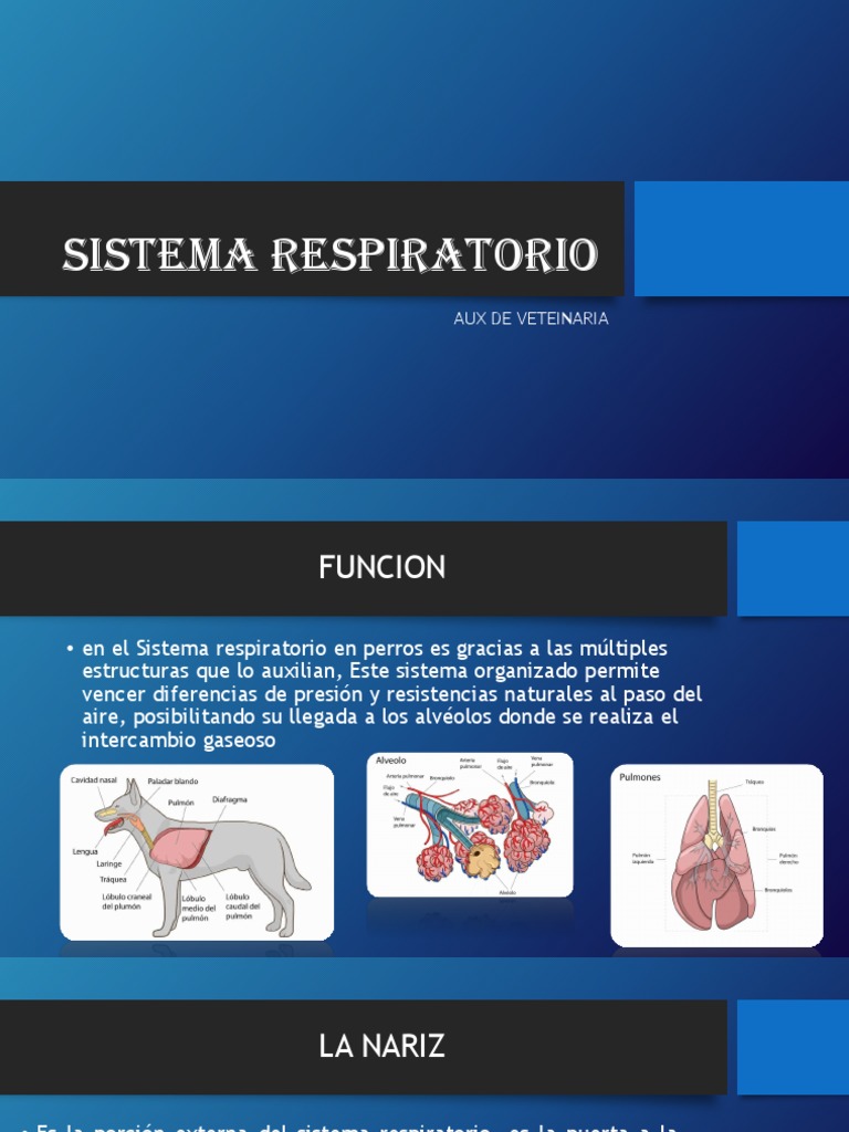 Sistema Respiratorio Del Perro PDF | PDF | Pulmón | Sistema respiratorio