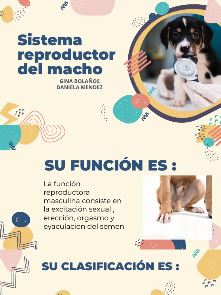 Sistema Reproductor Del Macho | PDF