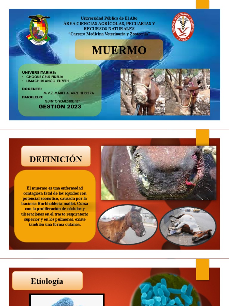 Muermo en équidos: síntomas y tratamiento | PDF | Tos | Microbiología