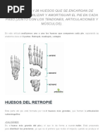 Huesos del pie: nombres y funciones | PDF | Pie | Hueso