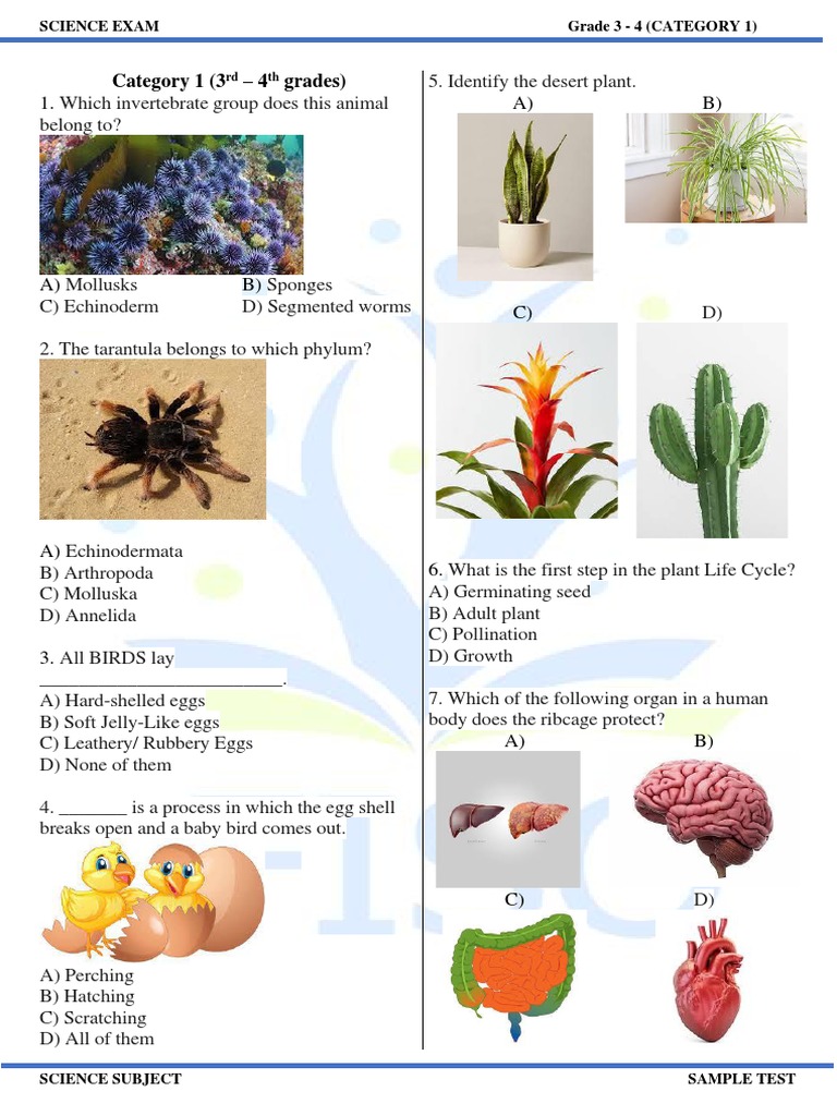 Understanding Science: A Sample Science Exam for Grades 3-4 | PDF | Egg ...