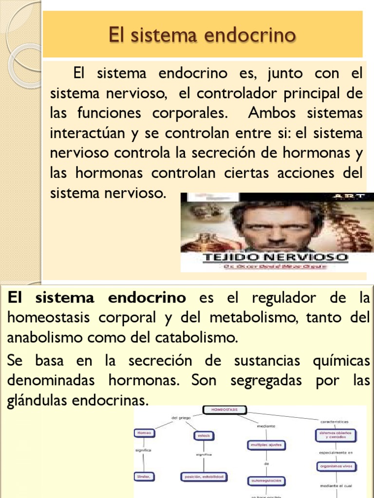 El Sistema Endocrino 1 | PDF | Hormona estimulante de la tiroides | Glándula pituitaria