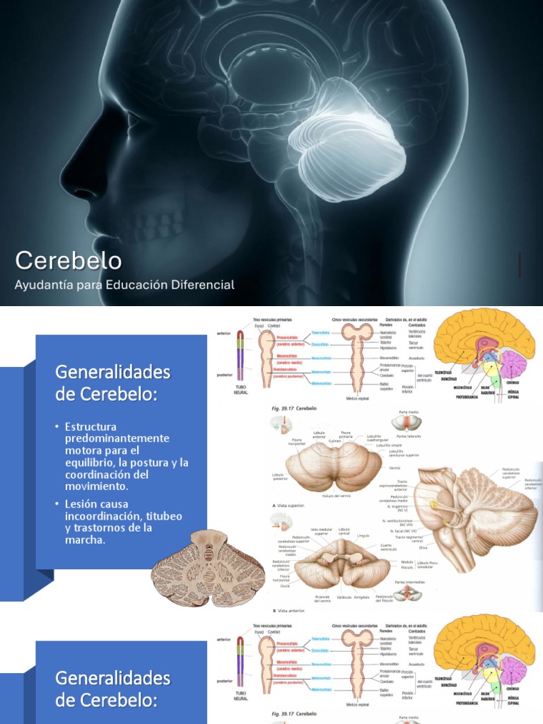 Cerebelo | PDF | Cerebelo | Neurociencia