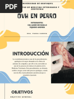 Técnica FAST y AFAST en Veterinaria - Todo Lo Que Debes Saber ...