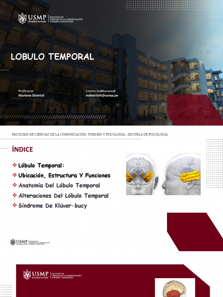 Clase 13. Lóbulo Temporal | PDF