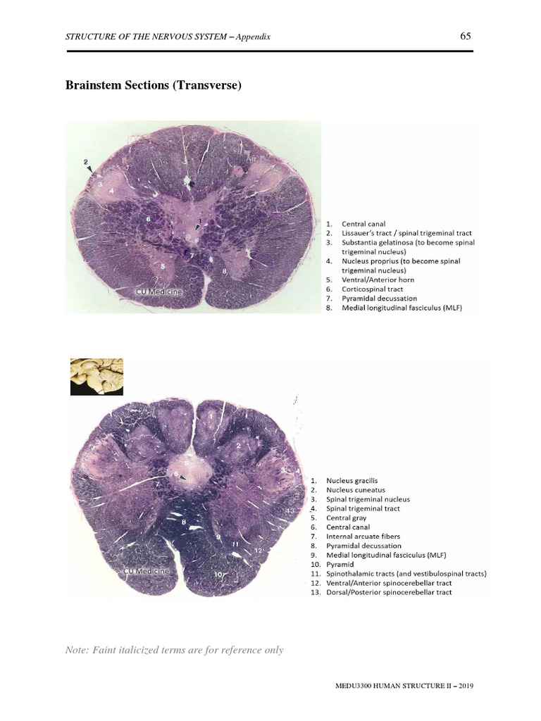 Brainstem Sections 19-20 | PDF