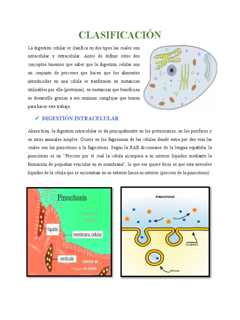 Clasificación Intracelular y Extracelular Cintia Mejia Sanchez | PDF ...