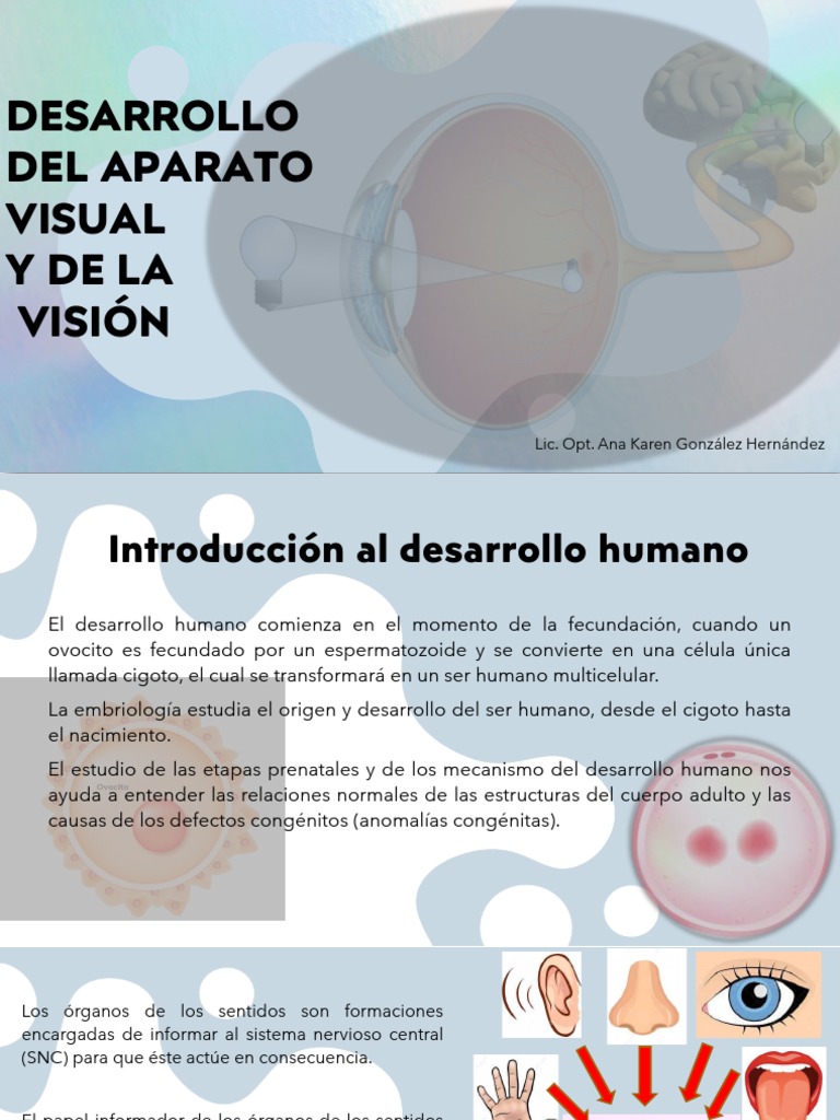 Desarrollo Embrionario y Fetal Del Globo Ocular | PDF | Ojo humano | Córnea