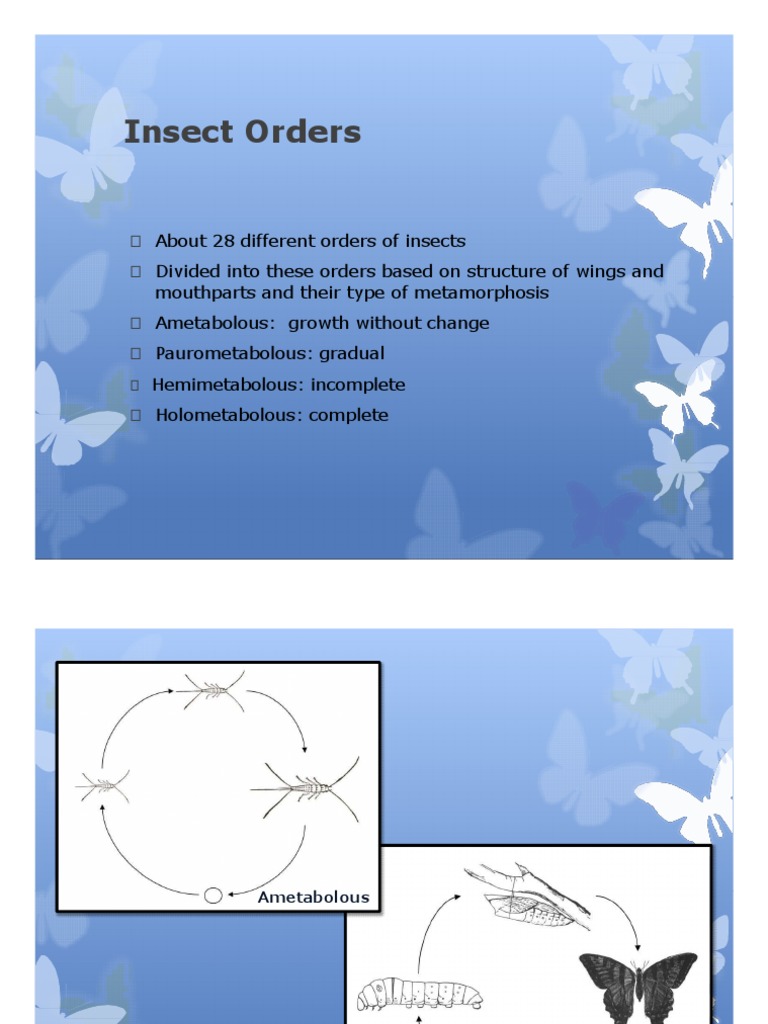 Insect-Orders | PDF