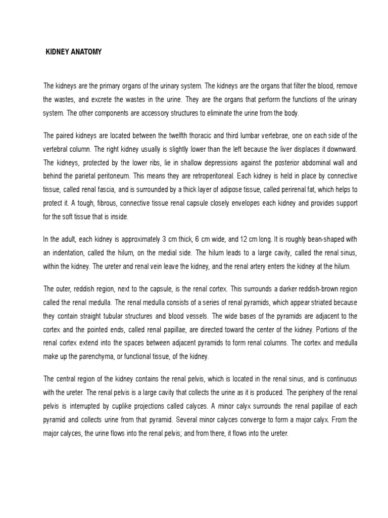 Kidney Anatomy Pdf Kidney Urinary System