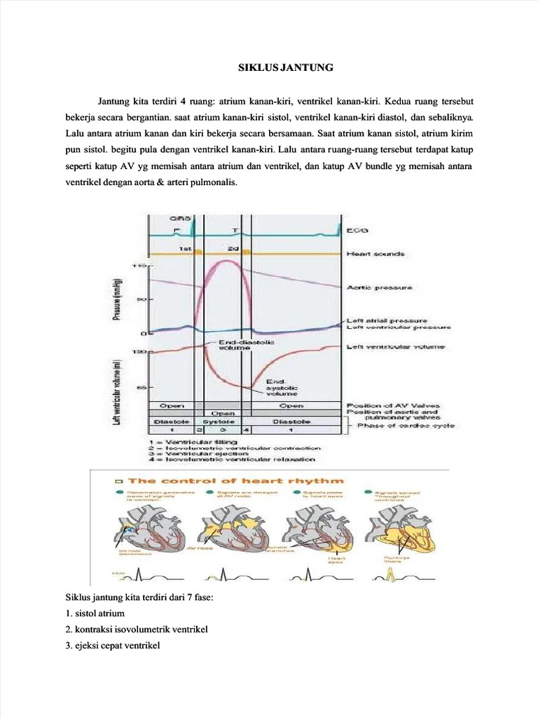 pdf-siklus-jantung_compress | PDF