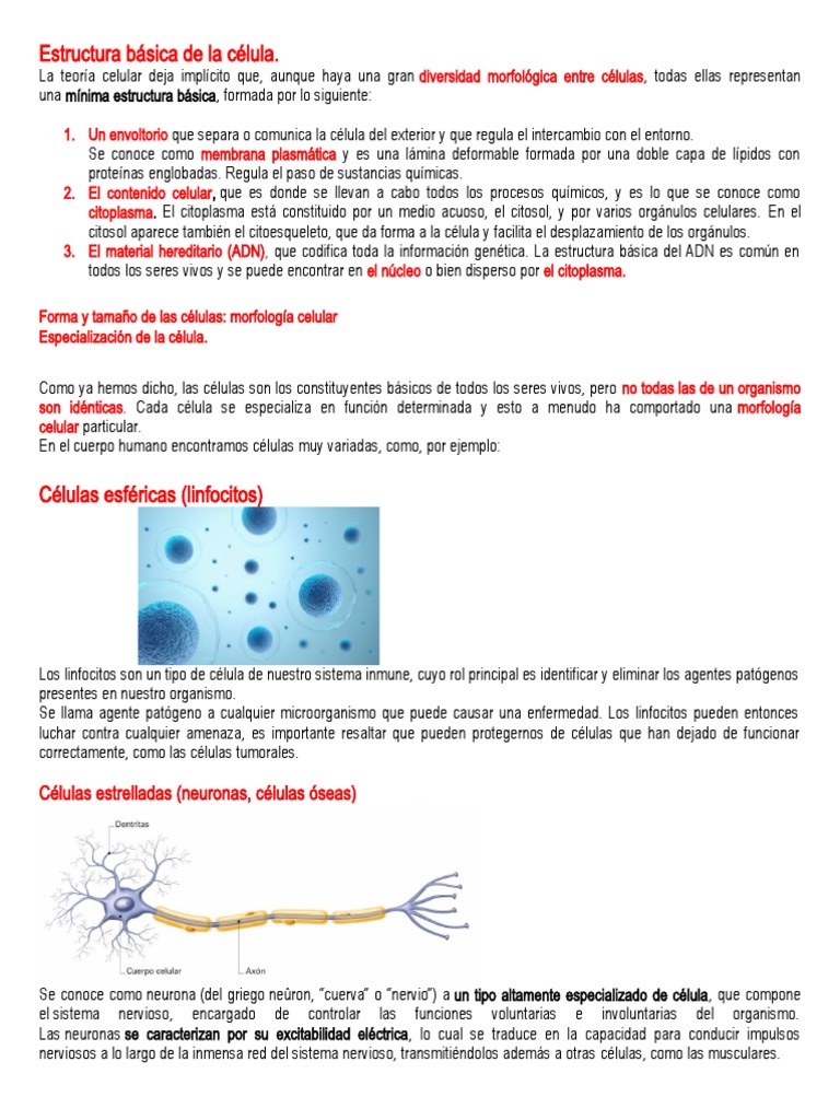 Estructura Básica de La Célula | PDF | Músculo | Biología Celular)
