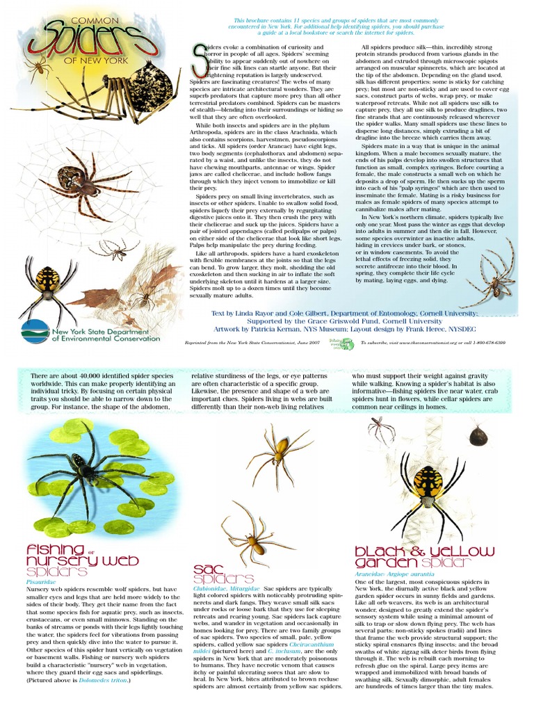 Commonspiders | PDF | Spider | Spider Web
