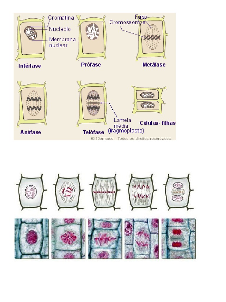 Mitosis Imagenes Célula Vegetal | PDF