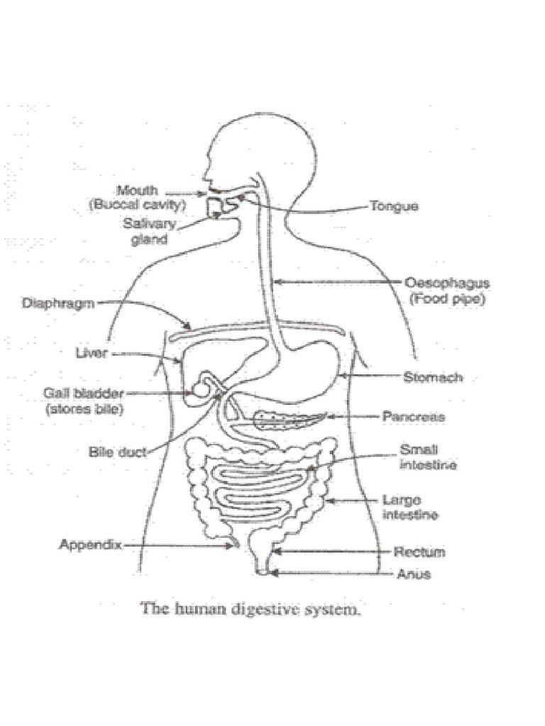 Human Digestive System | PDF