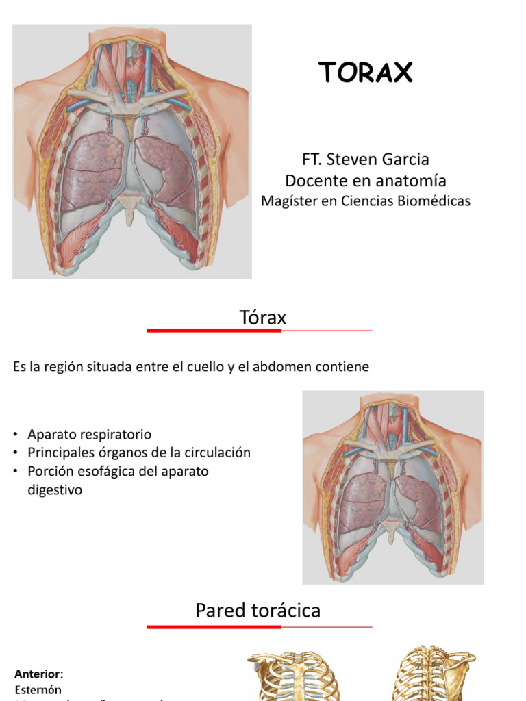 Torax PDF | PDF | Tórax | Morfología (biología)