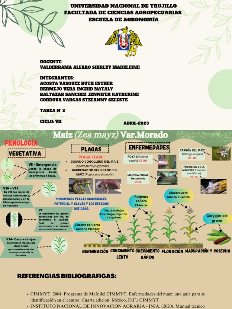 Fenología Del Maíz (Zea Mayz) Var - Morado | PDF
