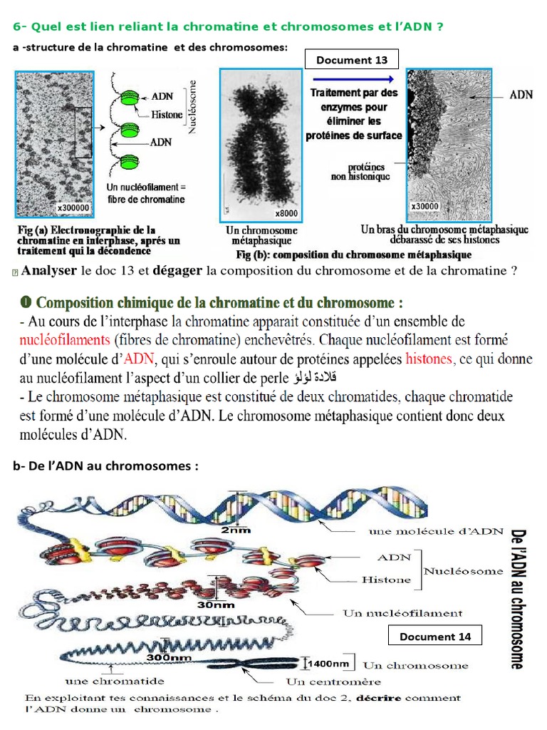 COURS INFORMATION GENETIQUE - Suite | PDF