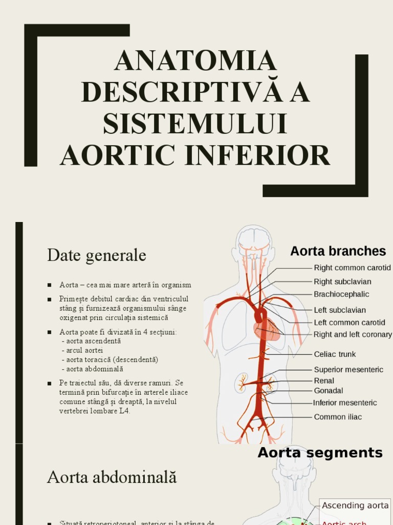 Anatomia Descriptivă A Sistemului Aortic Inferior | PDF
