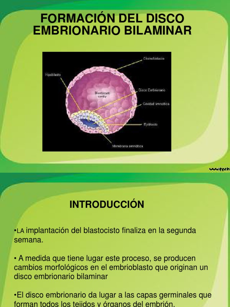 Disco Bilaminar | PDF | Implantación (embrión humano) | Zoología