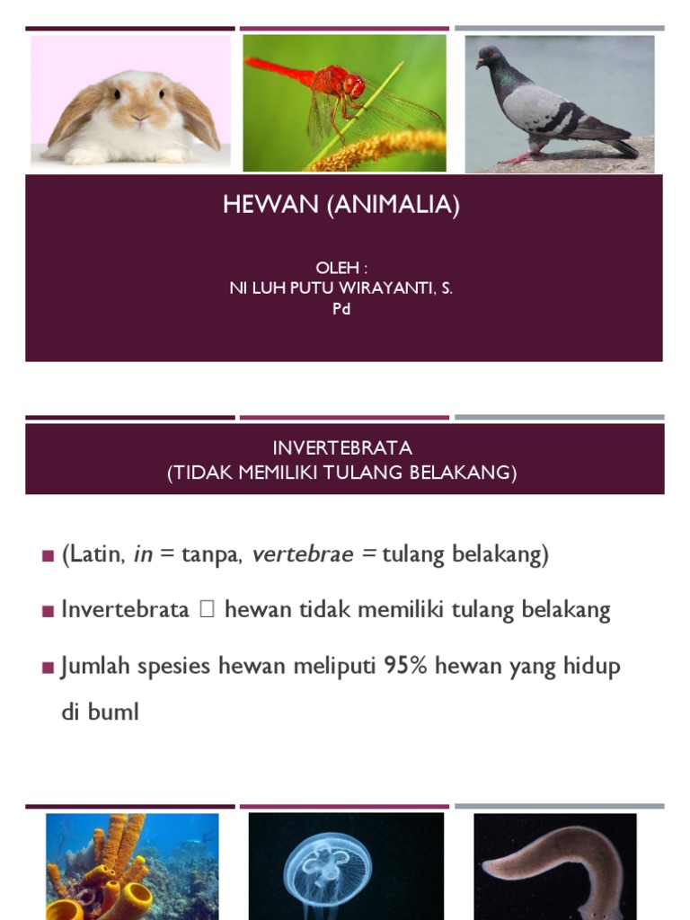 Animalia Invertebrata | PDF