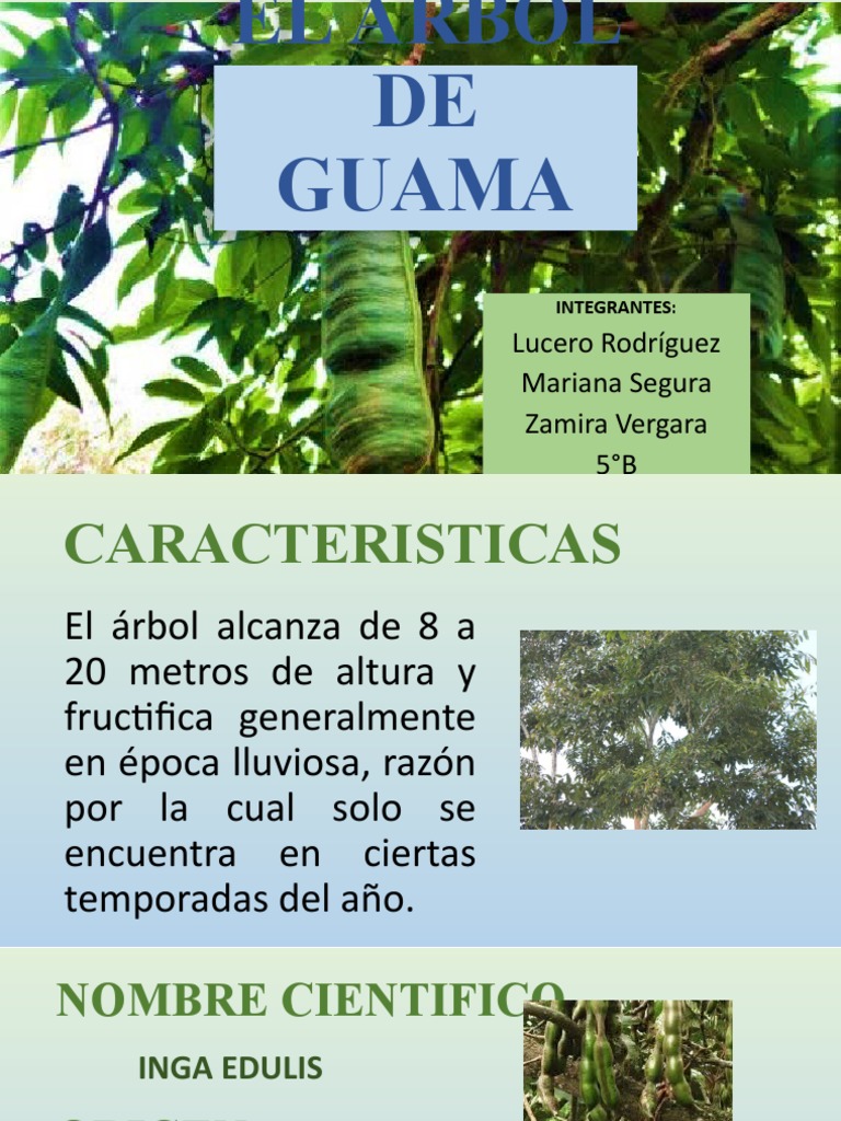 El Árbol de Guama Diapositiva | PDF