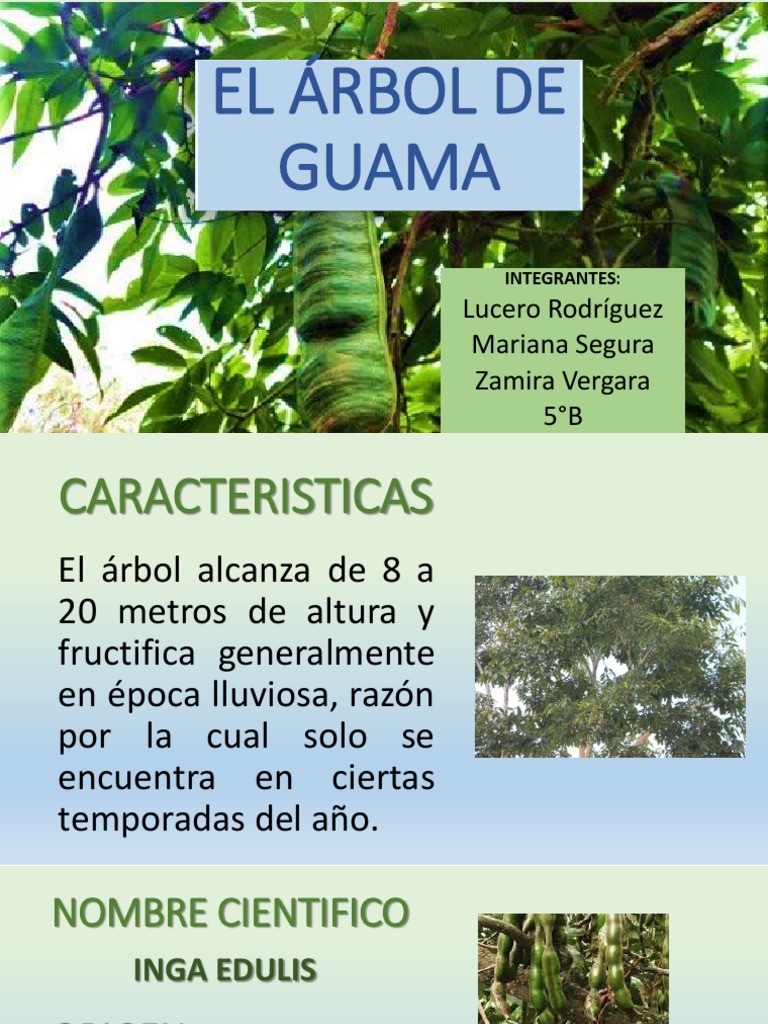 EL ÁRBOL DE GUAMA DIAPOSITIVA - copia | PDF | Plantas | Botánica